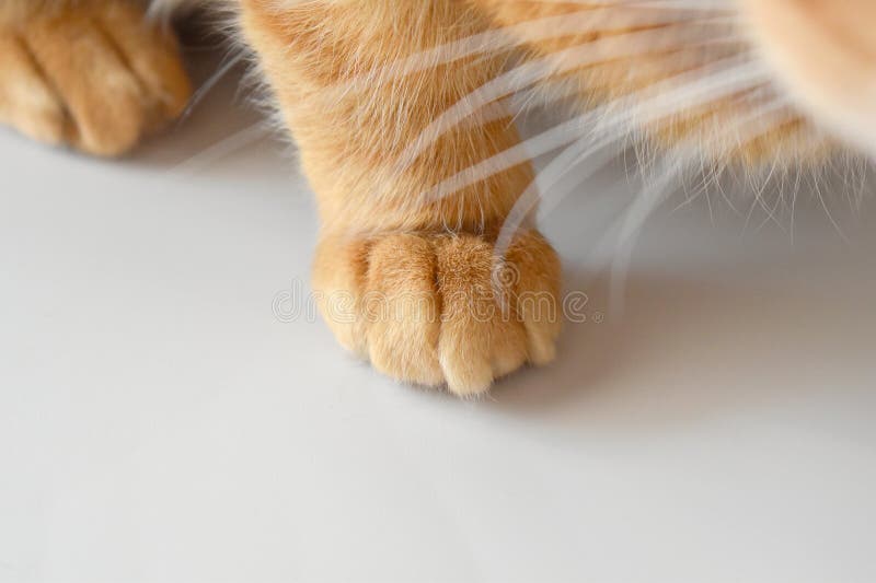 Ginger Cat Paw Closeup. Happy Tabby Cat. Stock Photo - Image of kitten ...