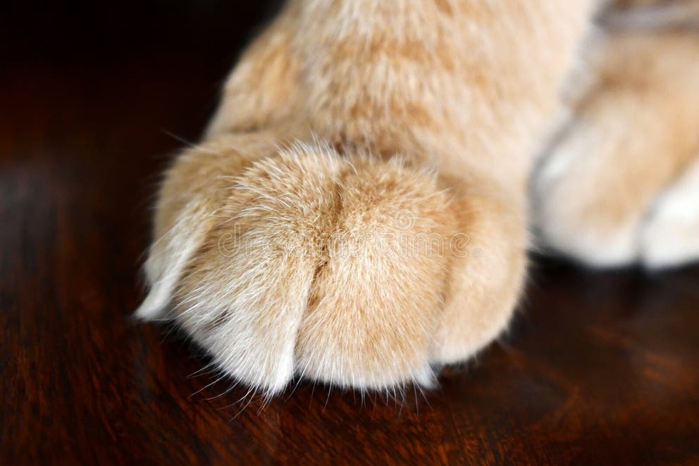Ginger Cat Paw Closeup on the Table. Stock Photo - Image of tabby ...