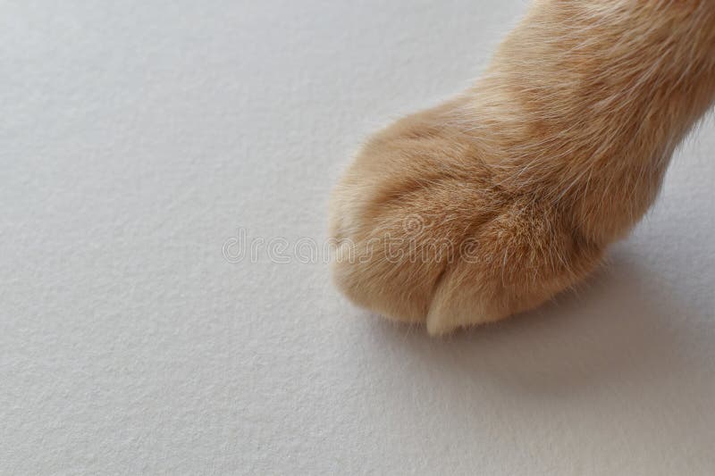 Ginger Cat Paw Closeup on the Tiles Floor. Stock Photo - Image of ...