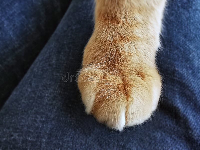 Ginger Cat Paw on it`s Owner`s Knees. Stock Image - Image of denim ...
