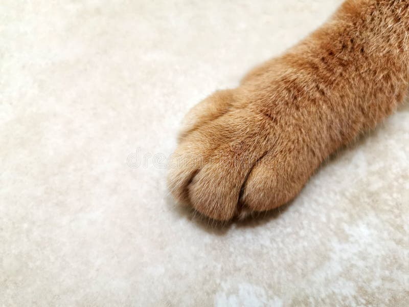 Ginger Cat Paw on the Tile Floor with Copy Space on the Left Side ...