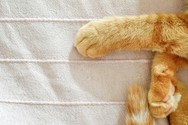 Ginger Cat Paws on Sofa. Happy Tabby Cat Stock Image - Image of brown ...