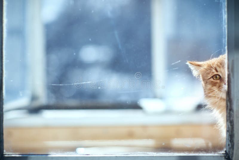 Ginger Cat Peering Out Window Stock Photos - Free & Royalty-Free Stock ...