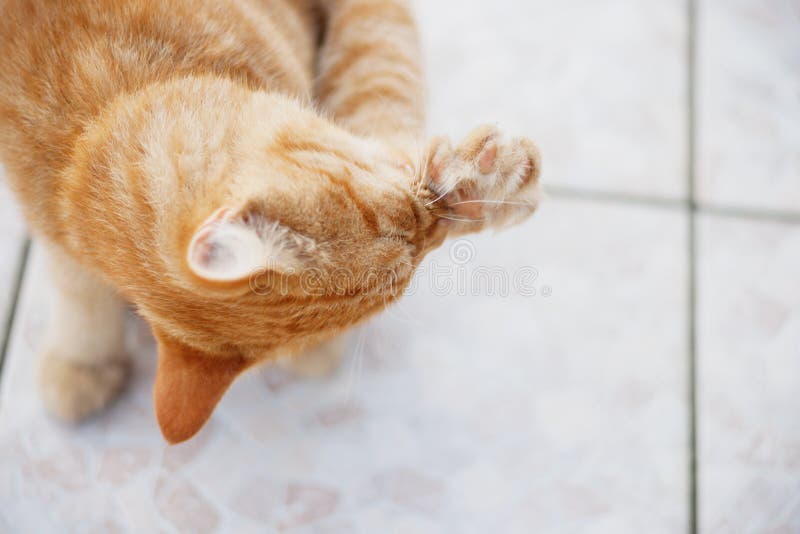 Ginger cat stock image. Image of young, garfield, pretty - 85685217