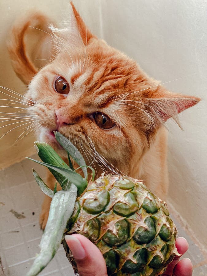 Cat with pineapple stock photo. Image of fruit, ginger - 266277438