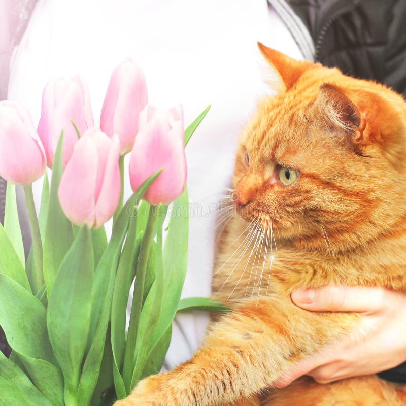 Ginger Cat and Pink Tulips. Cat and Flowers Stock Photo - Image of ...