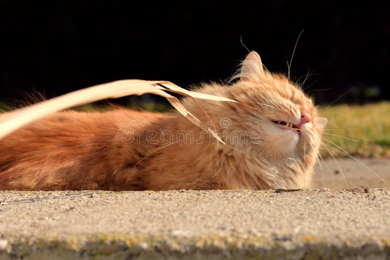 Ginger cat playing game stock image. Image of color, cute - 38906641