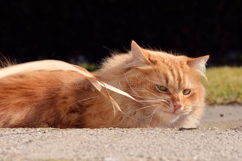 Ginger cat playing game stock image. Image of cute, feline - 38906963
