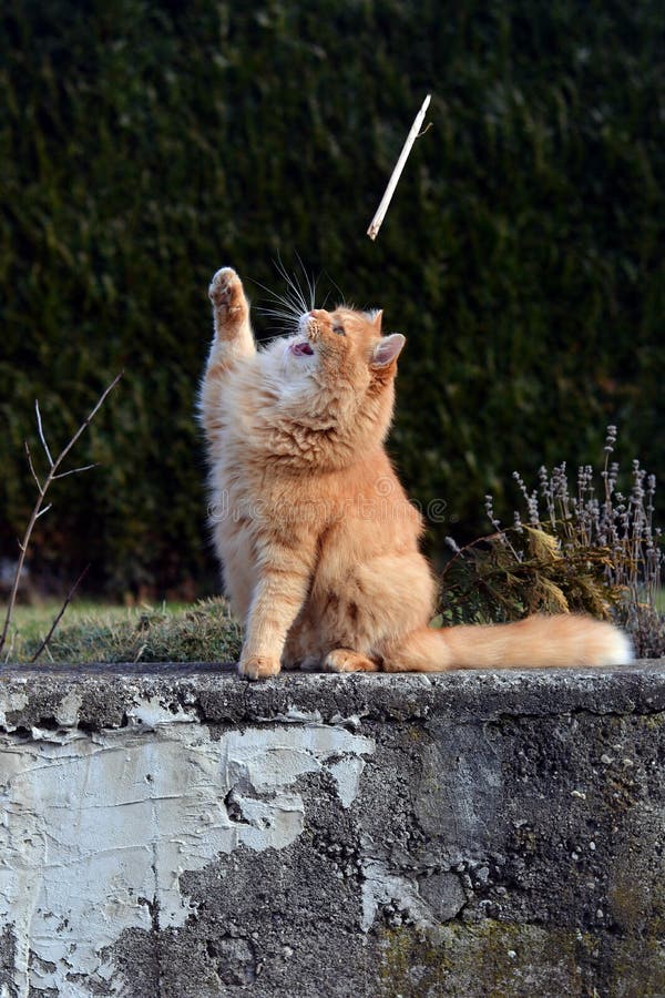 Ginger Cat Playing Game on the Garden Stock Image - Image of funny ...