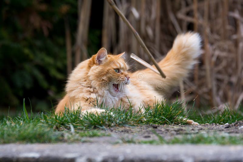 Ginger Cat Playing Game on the Garden Stock Image - Image of home, life ...