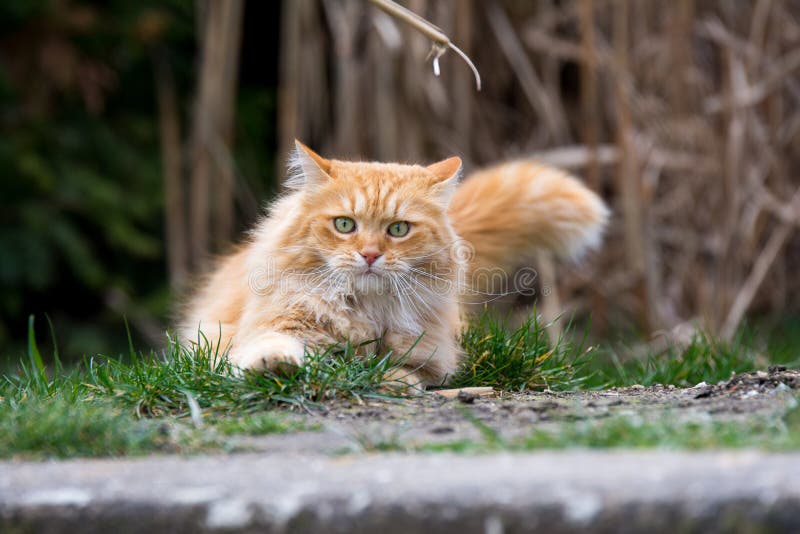 Ginger Cat Playing Game on the Garden Stock Image - Image of home, life ...