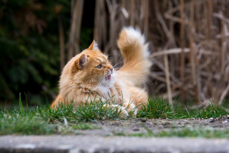 Ginger Cat Playing Game on the Garden Stock Image - Image of funny ...
