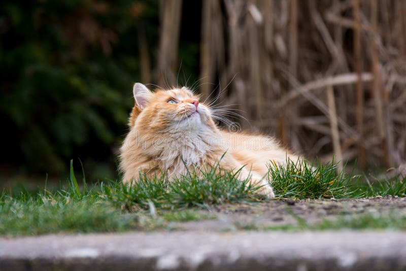 Ginger Cat Playing Game on the Garden Stock Image - Image of home, life ...