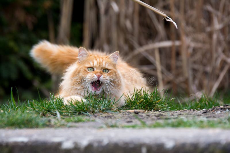 Ginger Cat Playing Game on the Garden Stock Photo - Image of beautiful ...