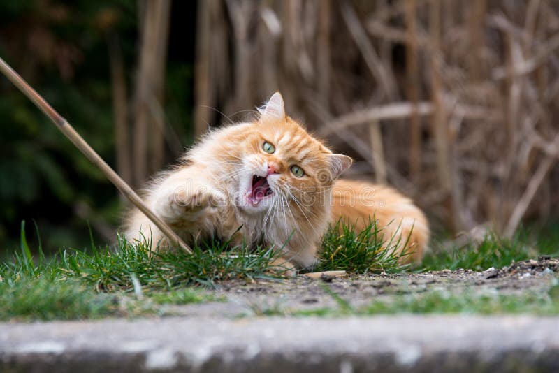 Ginger Cat Playing Game on the Garden Stock Image - Image of home, life ...