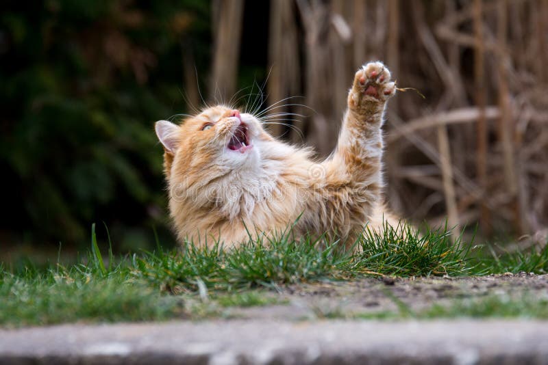 Ginger Cat Playing Game on the Garden Stock Image - Image of furry ...