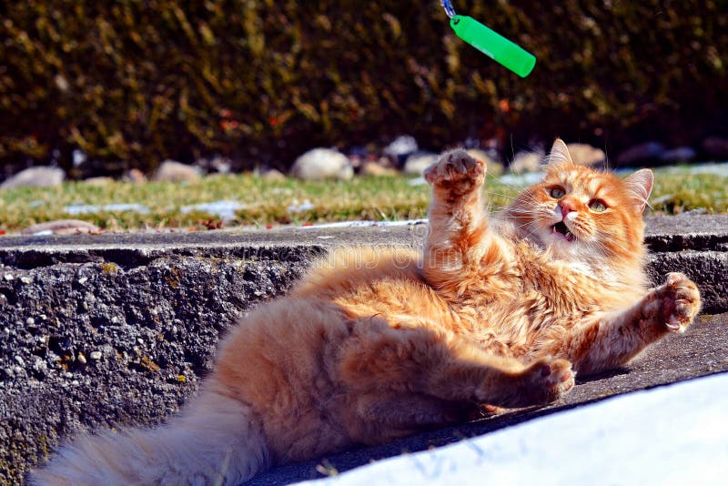 Ginger Cat Playing Game on the Garden Stock Image - Image of home, life ...