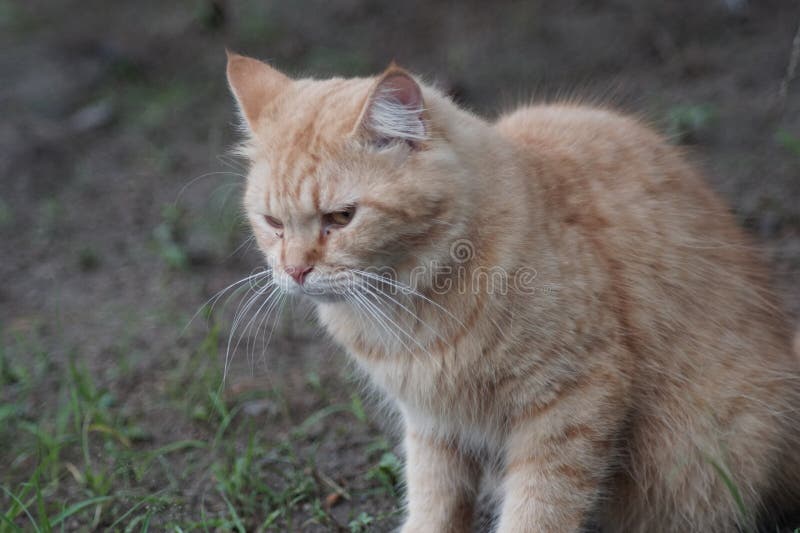 Ginger cat stock image. Image of beauty, cute, shot - 272571581