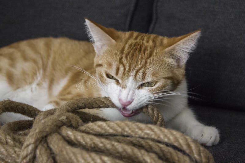 Ginger cat playing stock image. Image of kitty, ginger - 91630757