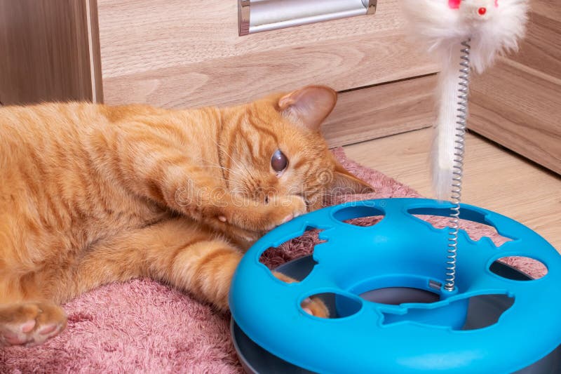 Ginger Cat Playing with Toy on Carpet Stock Photo - Image of cute ...