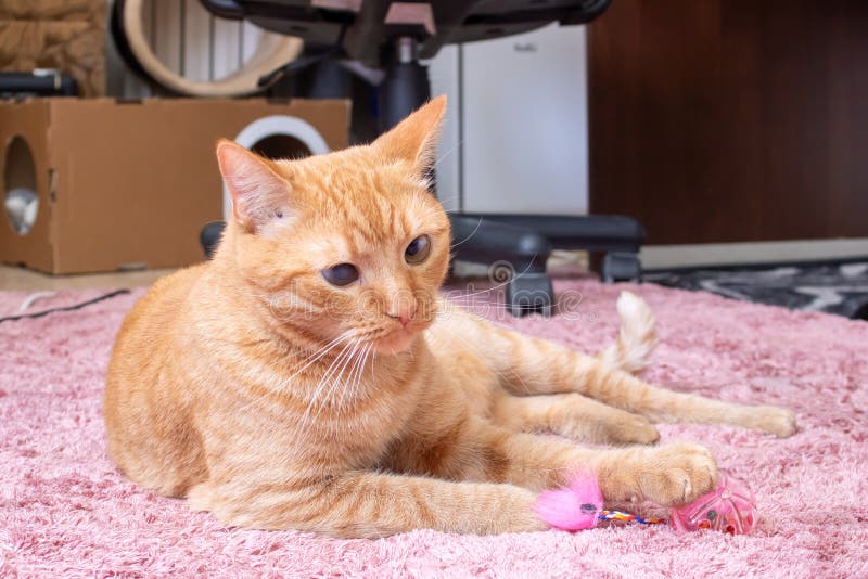 Ginger Cat Playing with Toy on Carpet Stock Image - Image of carpet ...