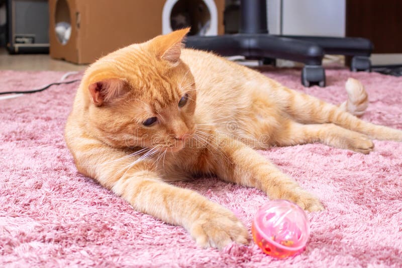 Ginger Cat Playing with Toy on Carpet Stock Image - Image of home ...