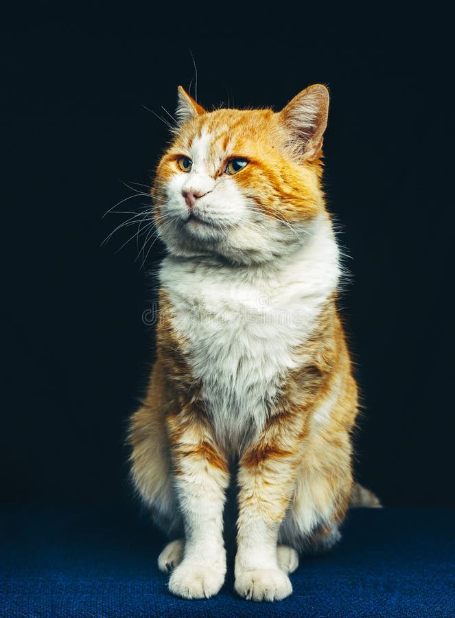 Ginger Cat Portrait on Black Background Front View Stock Photo - Image ...