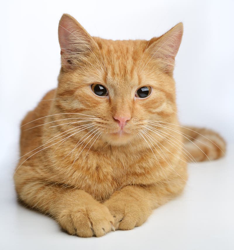 Ginger cat stock photo. Image of ginger, smart, domestic - 32889348