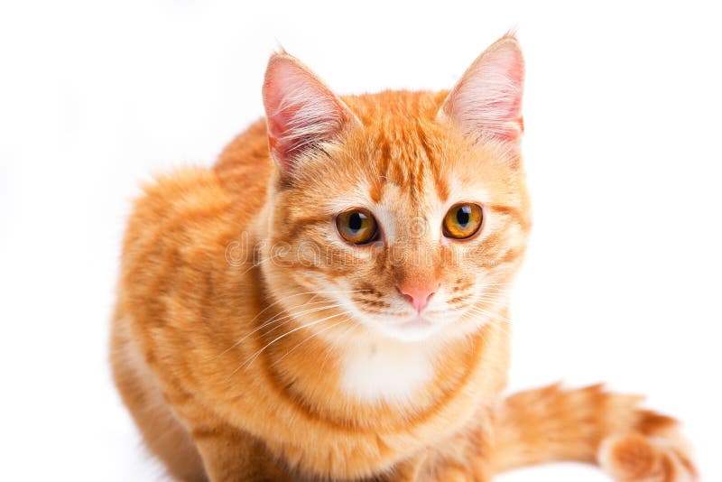 Ginger Mixed Breed Cat, 6 Months Old, Sitting Stock Image - Image of ...