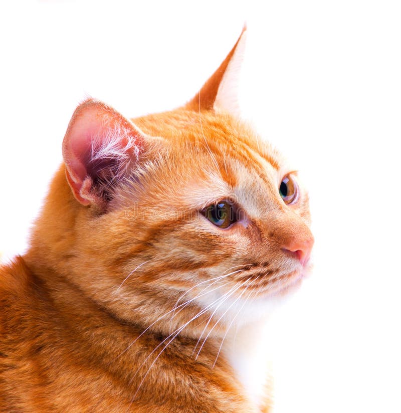 Ginger Cat Portrait Studio Isolated Stock Photo - Image of kitty ...