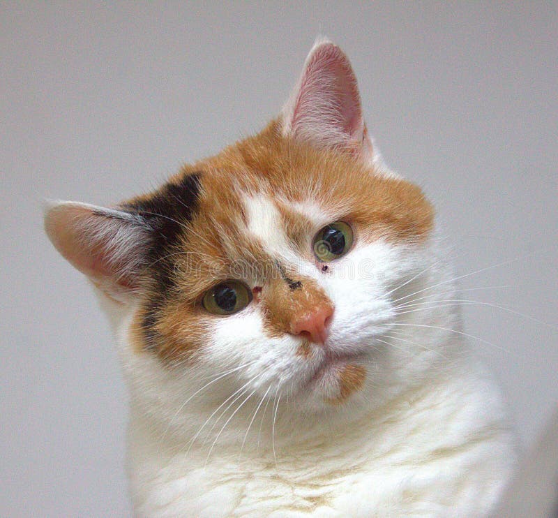 Ginger Cat Posing for a Portrait Photo Stock Photo - Image of posing ...