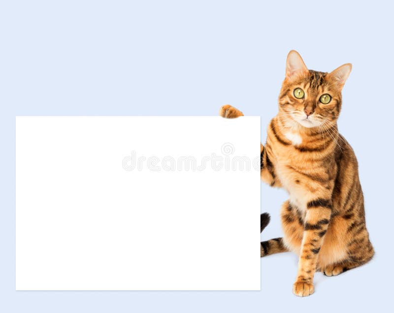 Ginger Cat with a Poster or Banner for Your Text Stock Image - Image of ...