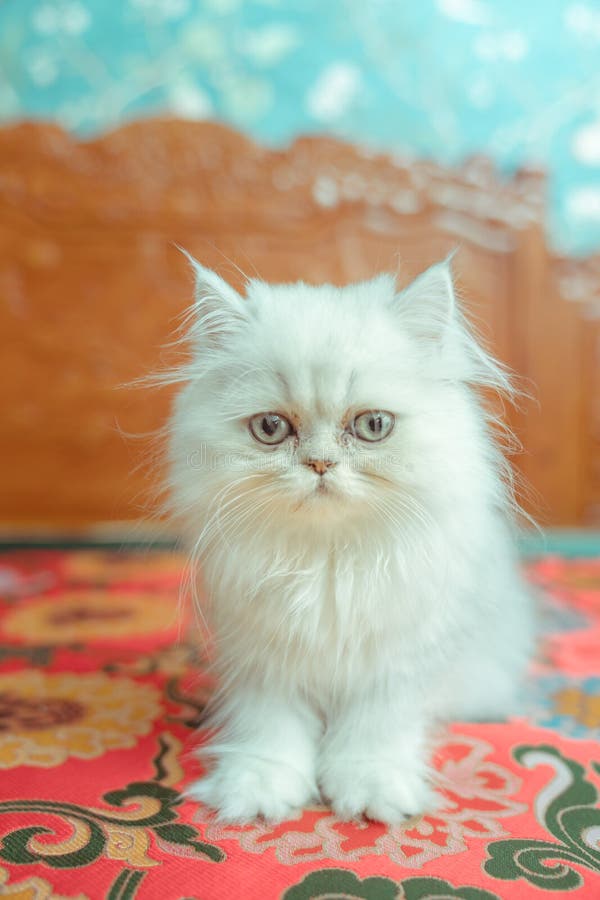 Ginger cat pull stock image. Image of pull, eyes, ginger - 116403301