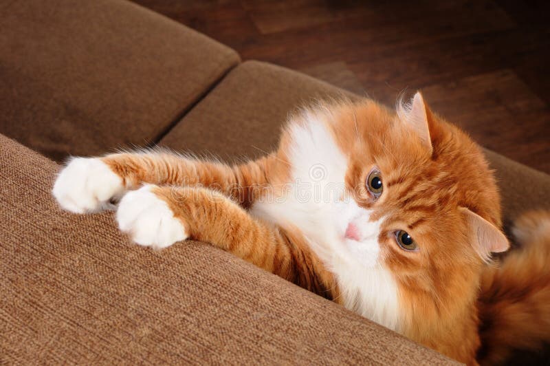 Ginger Cat Put His Paws on the Back of the Sofa Stock Image - Image of ...