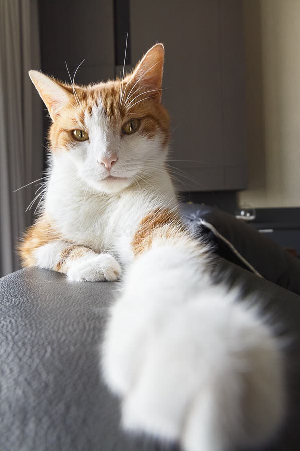 319 Cat Reaching Out Stock Photos - Free & Royalty-Free Stock Photos ...