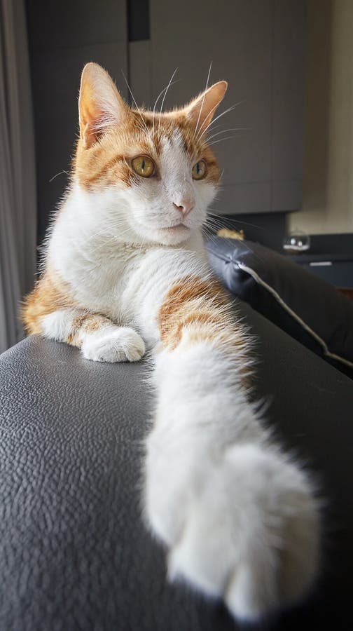 319 Cat Reaching Out Stock Photos - Free & Royalty-Free Stock Photos ...