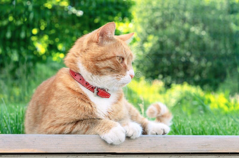 Ginger Cat with a Red Collar Poses Against a Natural Backdrop. Stock ...