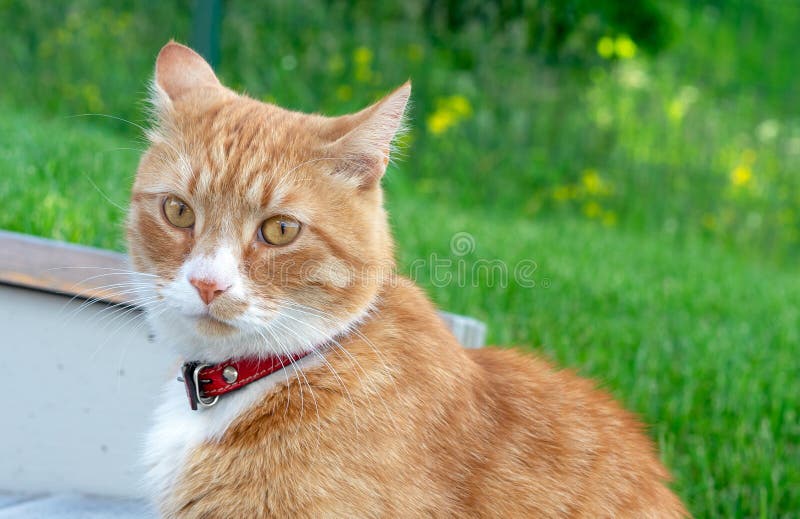 Ginger Cat with a Red Collar Poses Against a Natural Backdrop. Stock ...