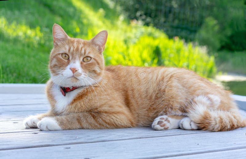 Ginger Cat with a Red Collar Poses Against a Natural Backdrop. Stock ...