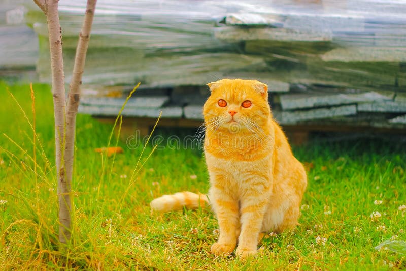 Ginger Cat with Red Eyes Sitting in Grass on Warm Summer Evening Stock ...