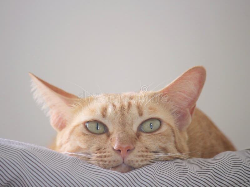 Ginger Cat Relaxed on Blanket Stock Image - Image of cool, evening ...