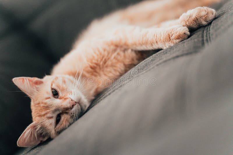 Ginger Cat Relaxing on a Sofa Indoors Stock Photo - Image of furry ...
