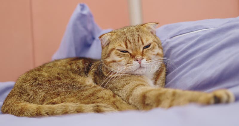 A Ginger Cat is Resting on the Bed and Carefully Watching Something ...