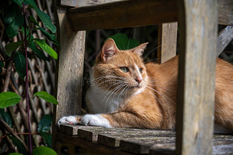 Ginger Cat Resting on Wooden Bench Stock Image - Image of calm, balance ...