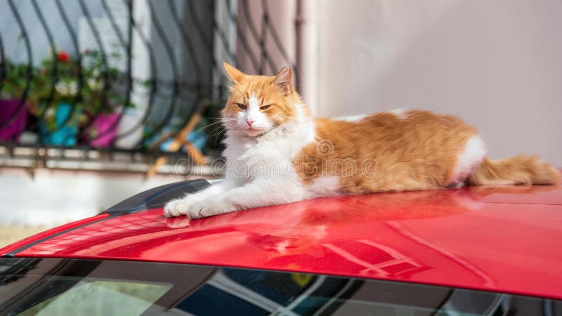 A Ginger Cat on the Roof of a Red Car. Stock Image - Image of beautiful ...