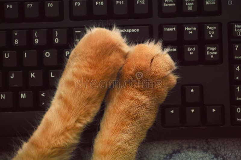 Ginger Cat S Paws on Black Computer Keyboard Stock Image - Image of ...