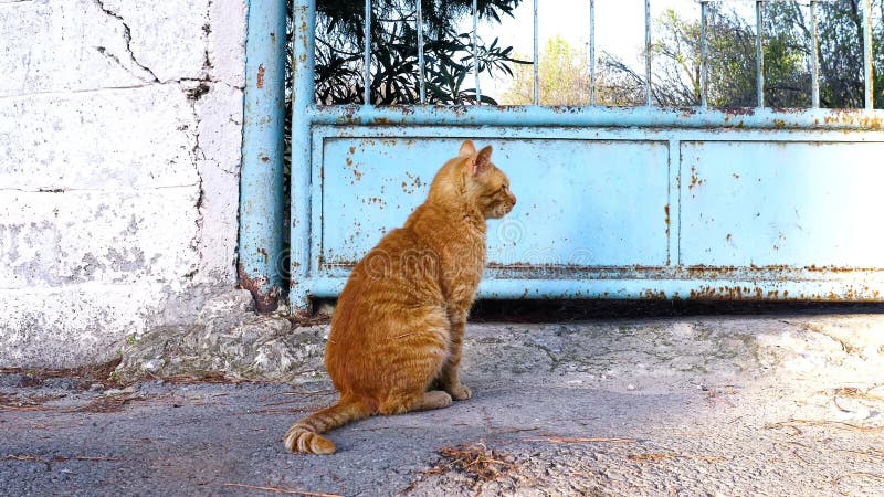 Ginger Cat Scared of Something and Runs Away Stock Video - Video of ...
