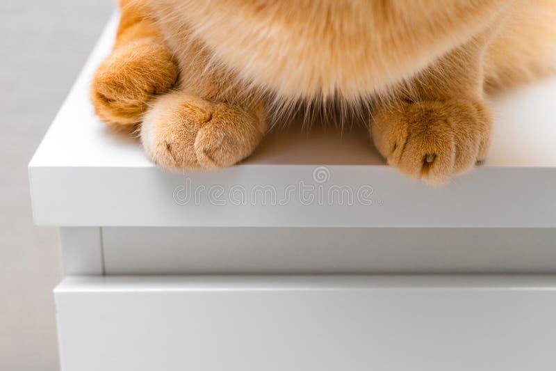 Ginger Cat Sits on the Edge of the Table Stock Image - Image of concept ...