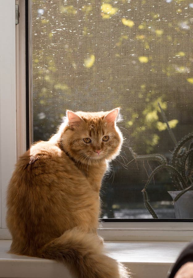 Ginger Cat Sits Near the Window in the Sun Stock Image - Image of ...