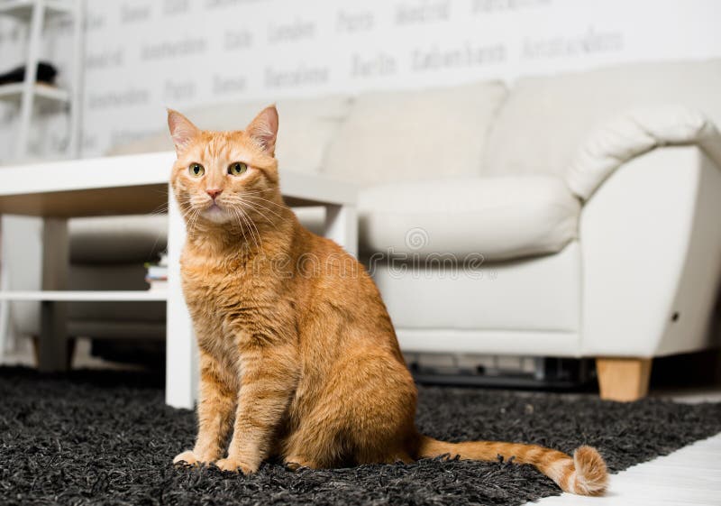 Ginger cat sitting stock image. Image of home, fluffy - 58259449